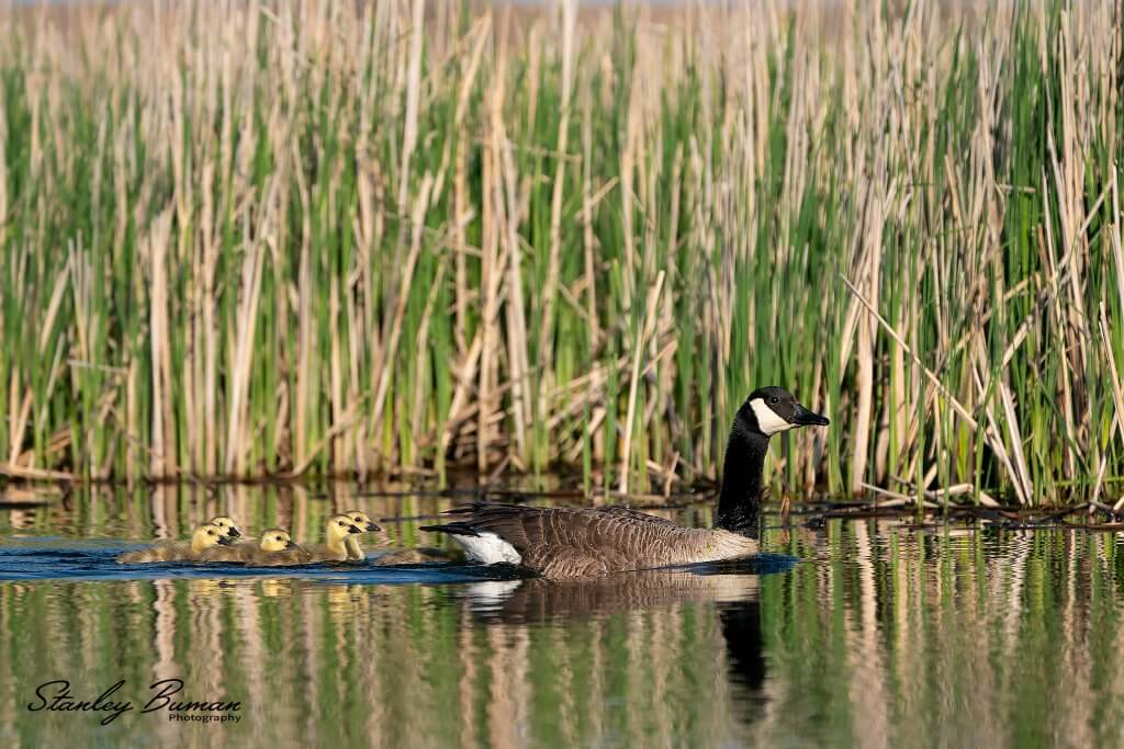 May in Iowa – Birds | Fenceline Photos