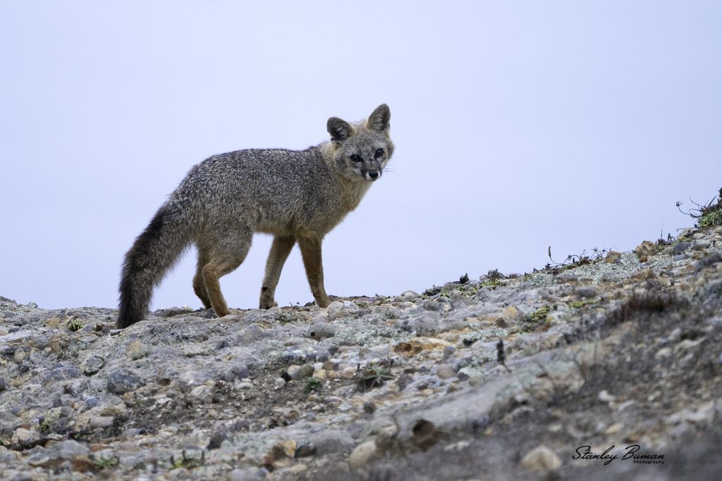 Gray Fox | Fenceline Photos