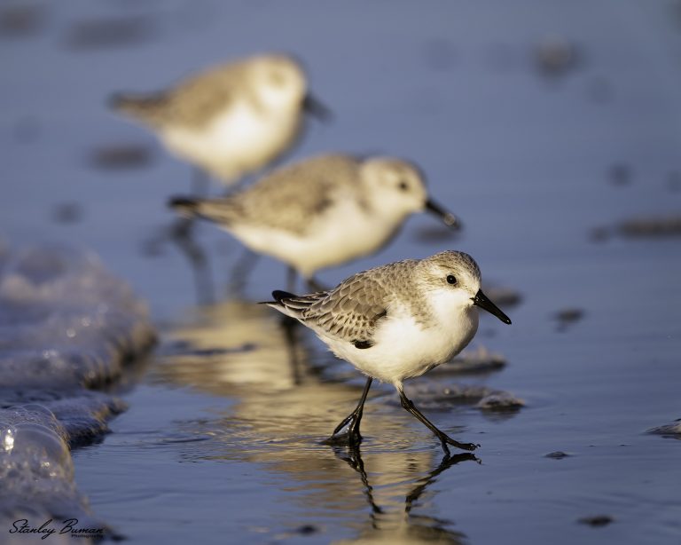 Sanderlings – The Original Wave Runner | Fenceline Photos