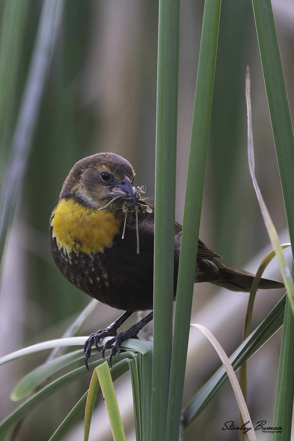 Yellow-headed Blackbirds | Fenceline Photos
