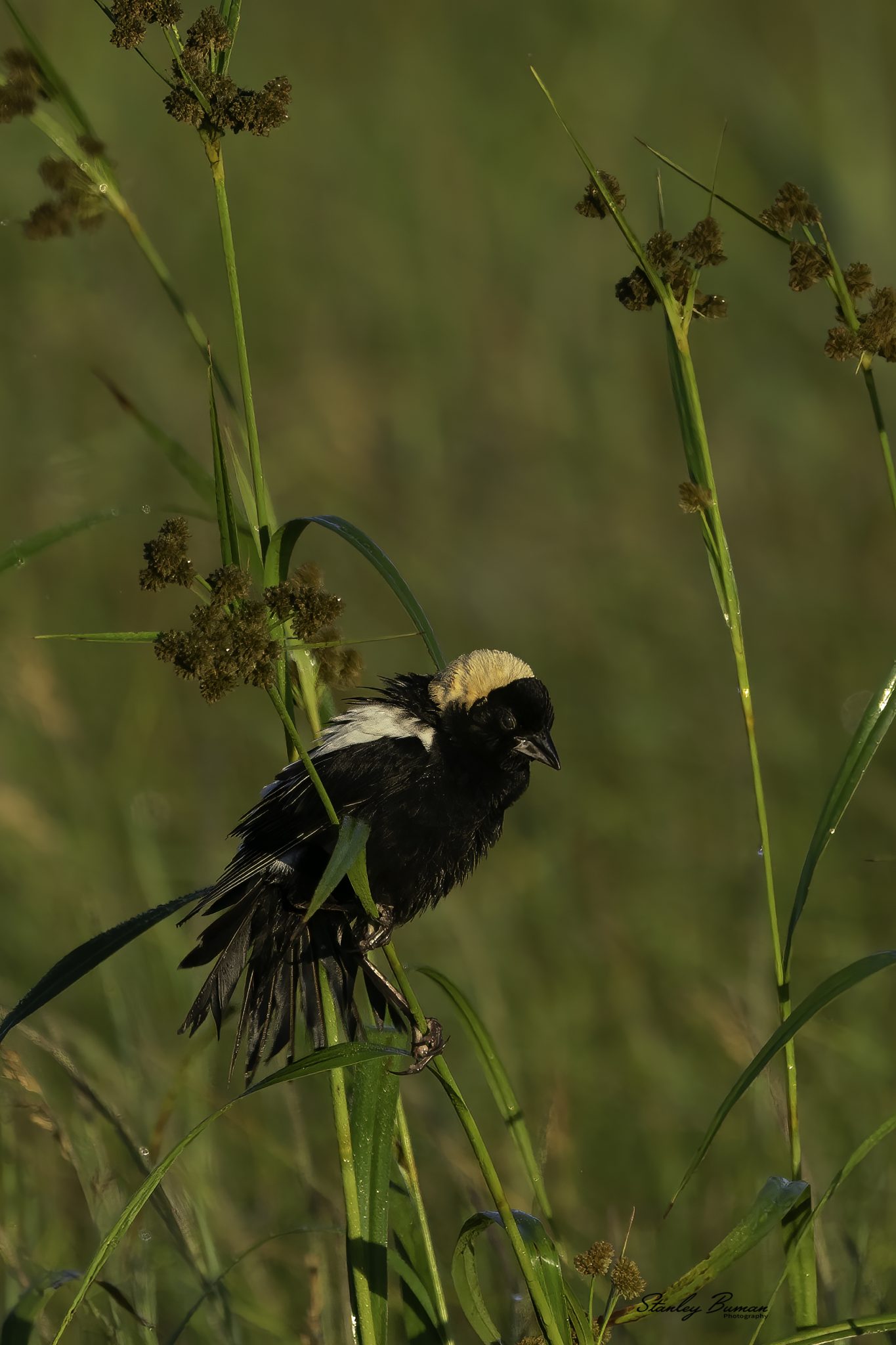 Birds of the Prairie | Fenceline Photos