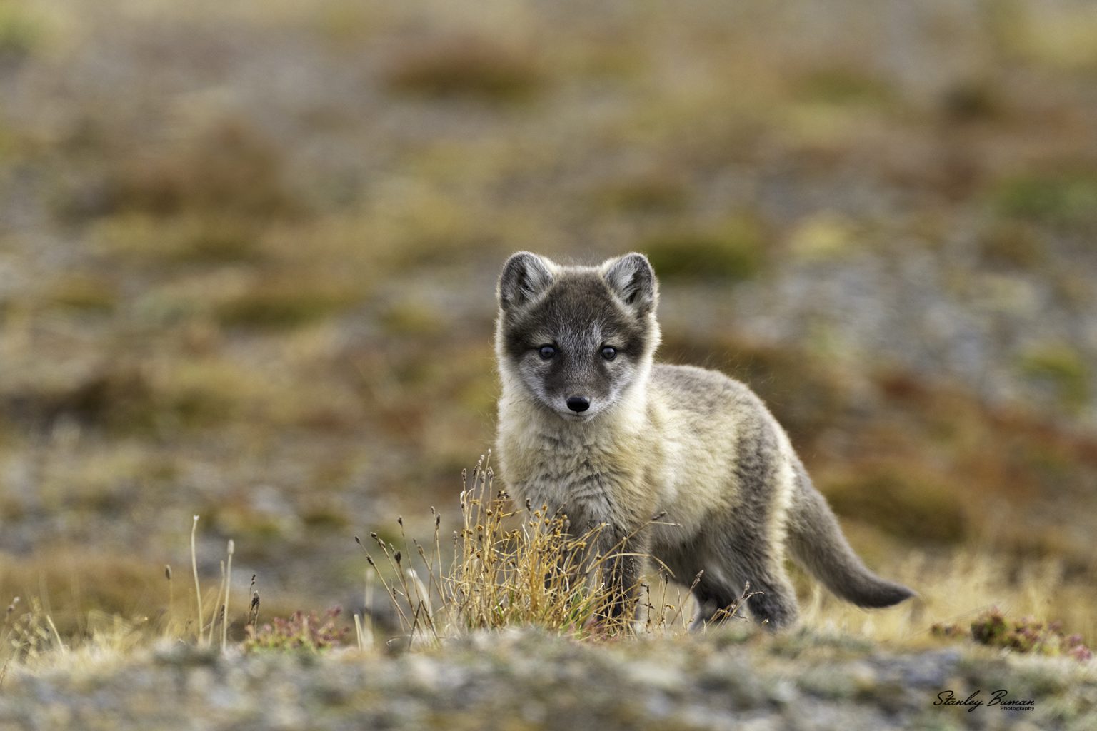 Visiting the Arctic – Mammals | Fenceline Photos