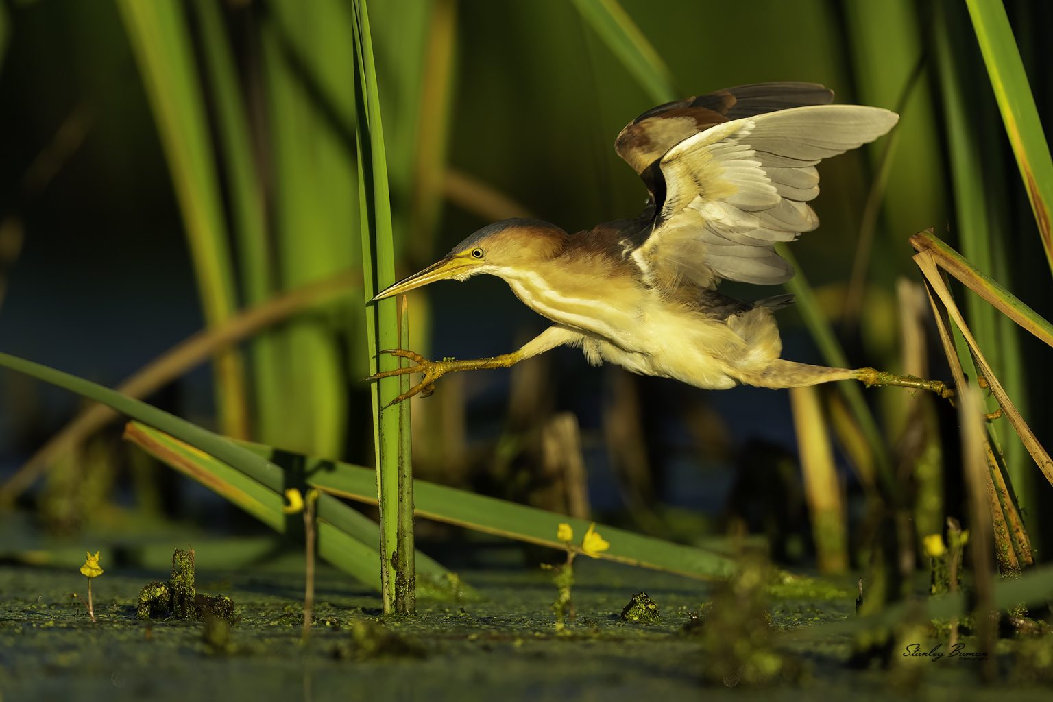 Least Bittern – A Closer Look | Fenceline Photos