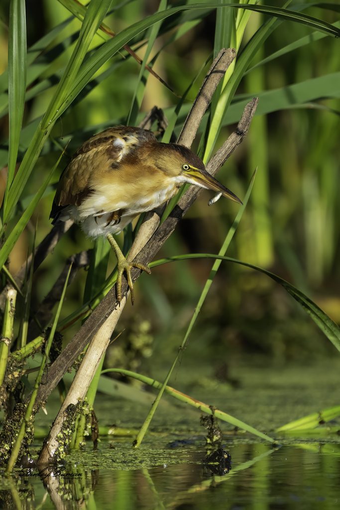 Least Bittern – A Closer Look | Fenceline Photos