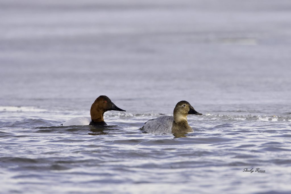 Ducks – Male versus Female Identification | Fenceline Photos