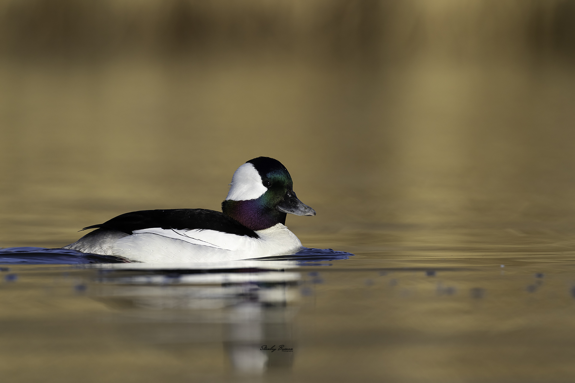 A Woodpecker-dependent Duck | Fenceline Photos